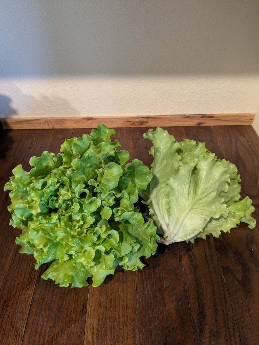 Green Bibb Lettuce | Avant Gardens CSA