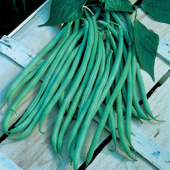 Filet Beans | Avant Gardens CSA