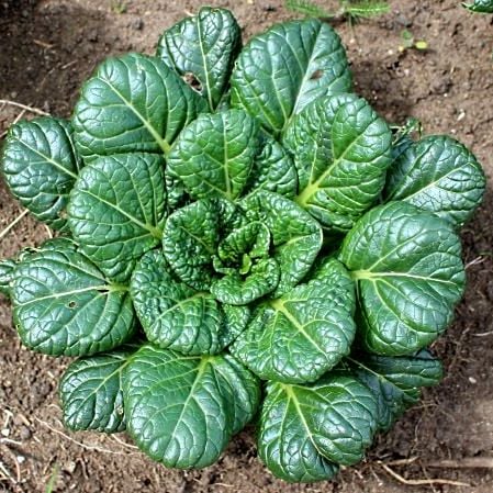 Tatsoi | Avant Gardens CSA